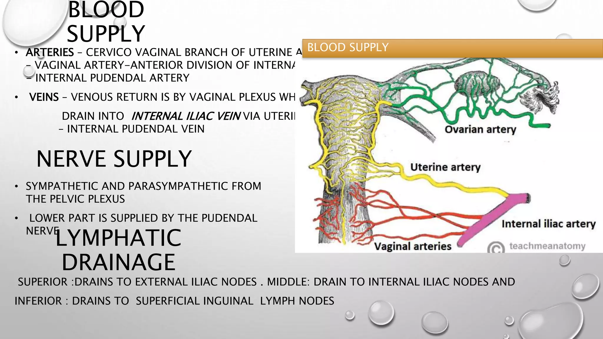Anatomy & physiology of female reproductive system | PPTX
