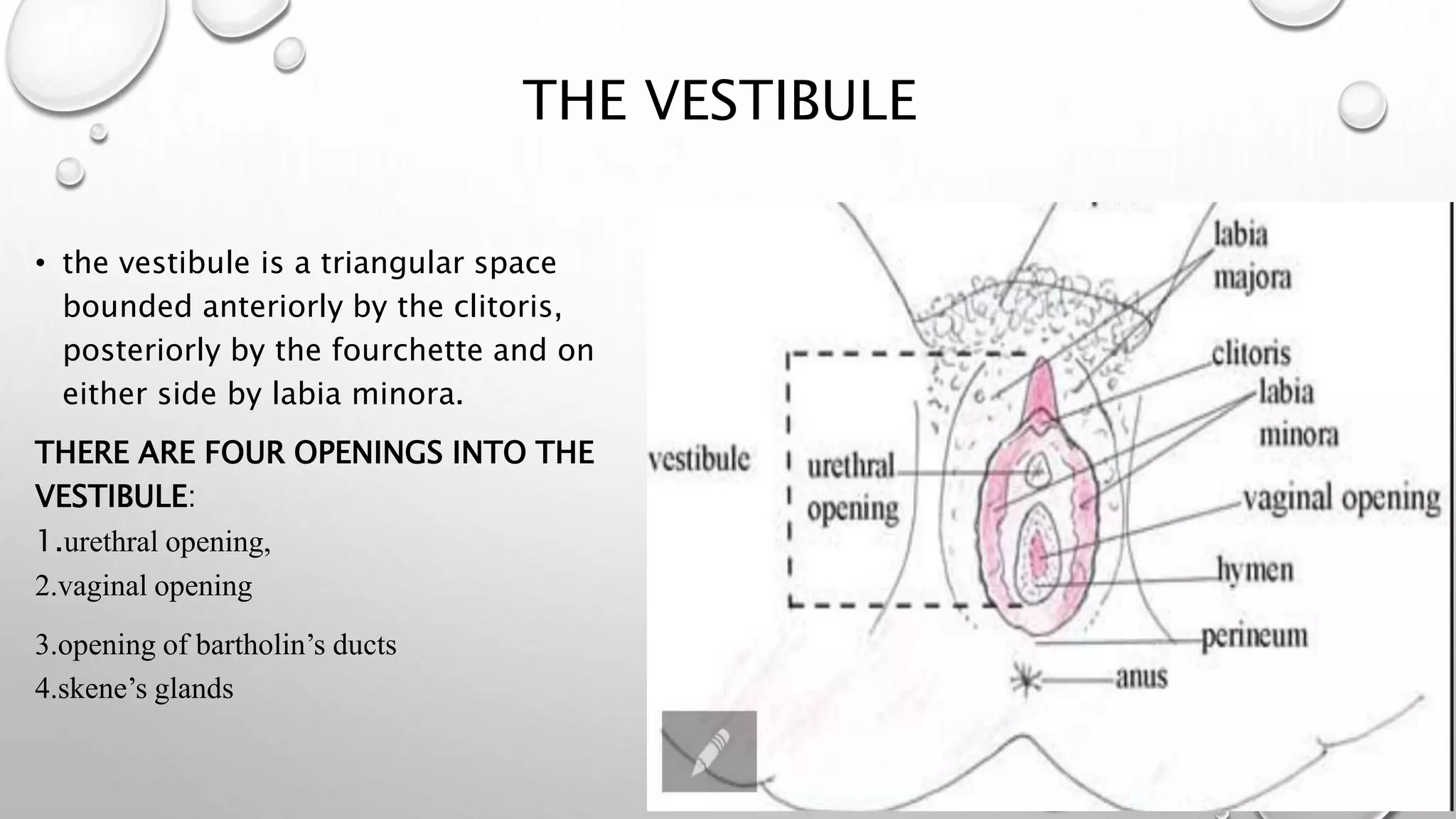 Anatomy & physiology of female reproductive system | PPTX