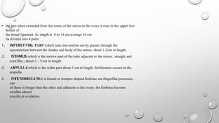 Anatomy & physiology of female reproductive system | PPTX