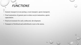 Anatomy & physiology of female reproductive system | PPTX