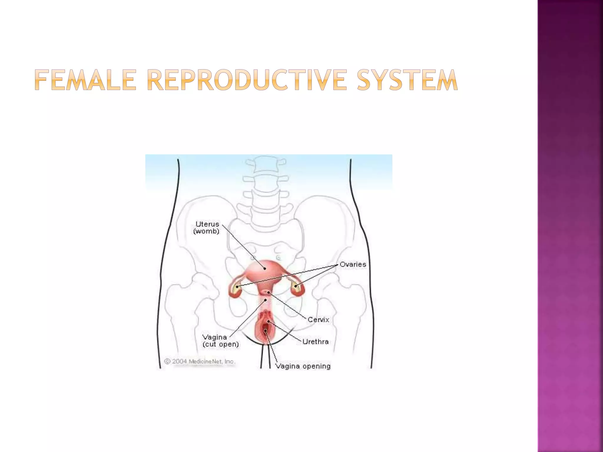 Anatomy & physiology of female reproductive system | PPTX