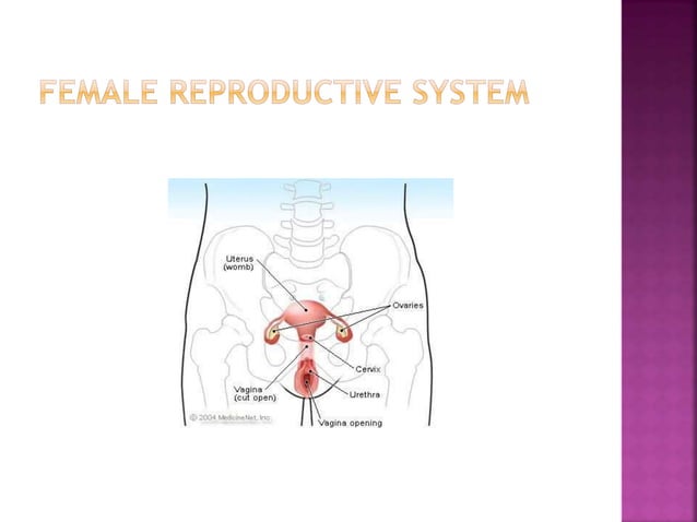 Anatomy & physiology of female reproductive system | PPT