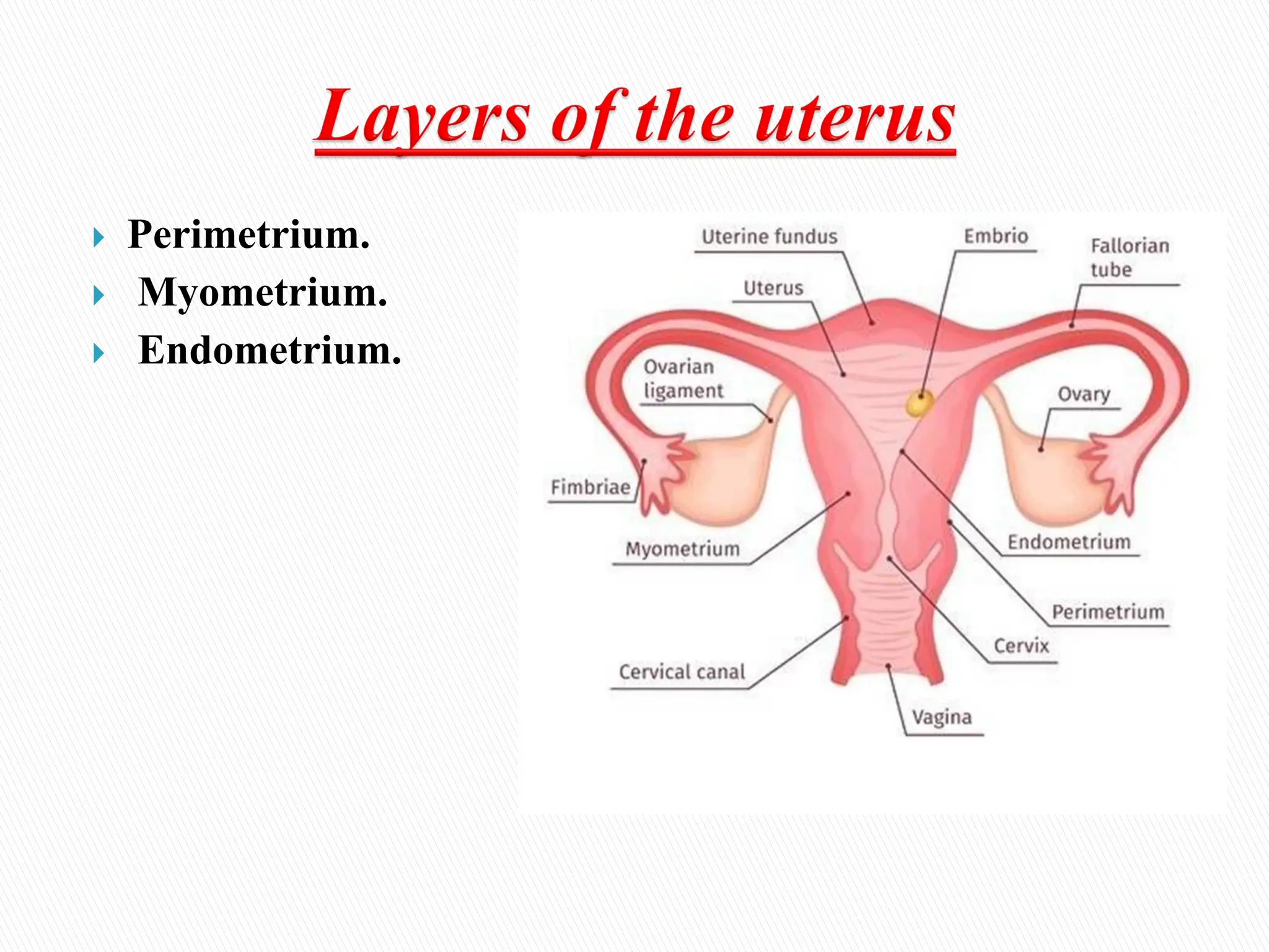 Anatomy & Physiology of Female Reproductive System..pdf