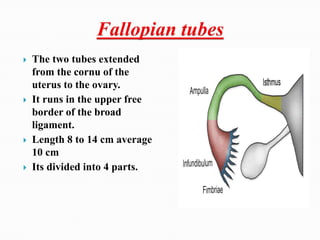 Anatomy & Physiology of Female Reproductive System..pdf