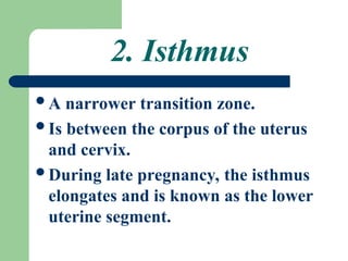 Anatomy Physiology Of Female Reproductive System1.ppt | Pregnancy ...