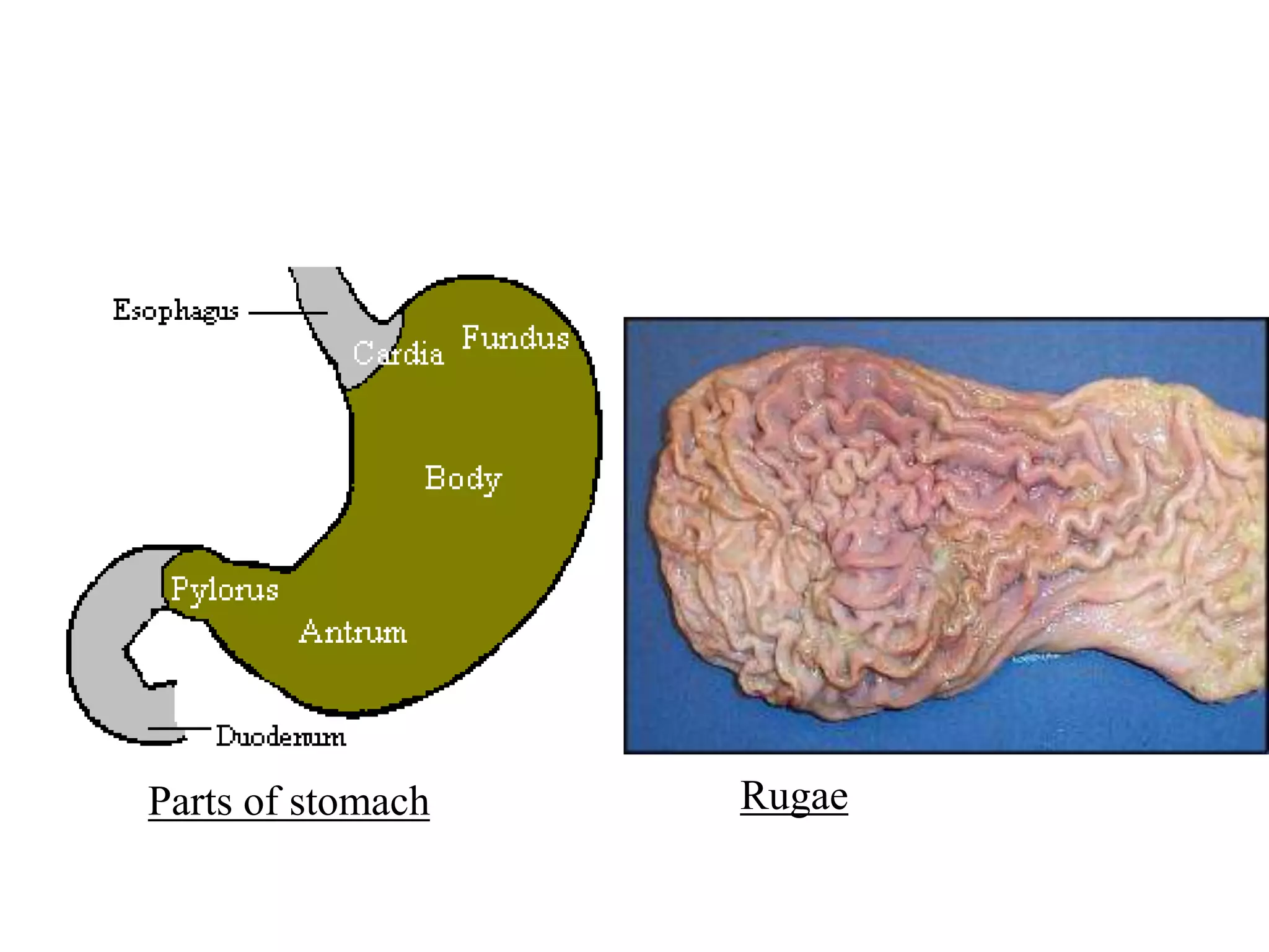 Anatomy & physiology of GIT | PPTX