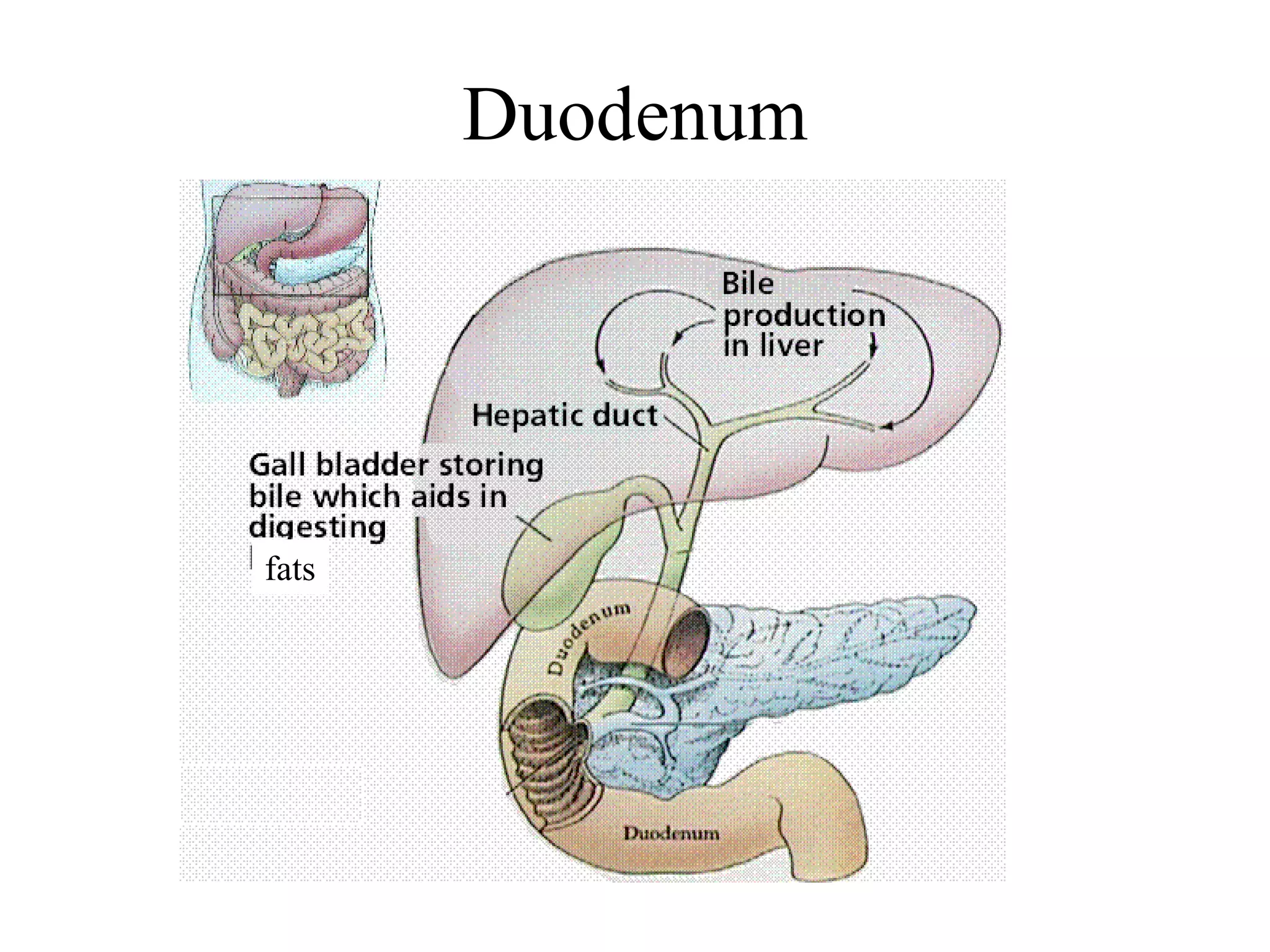 Anatomy & physiology of GIT | PPTX
