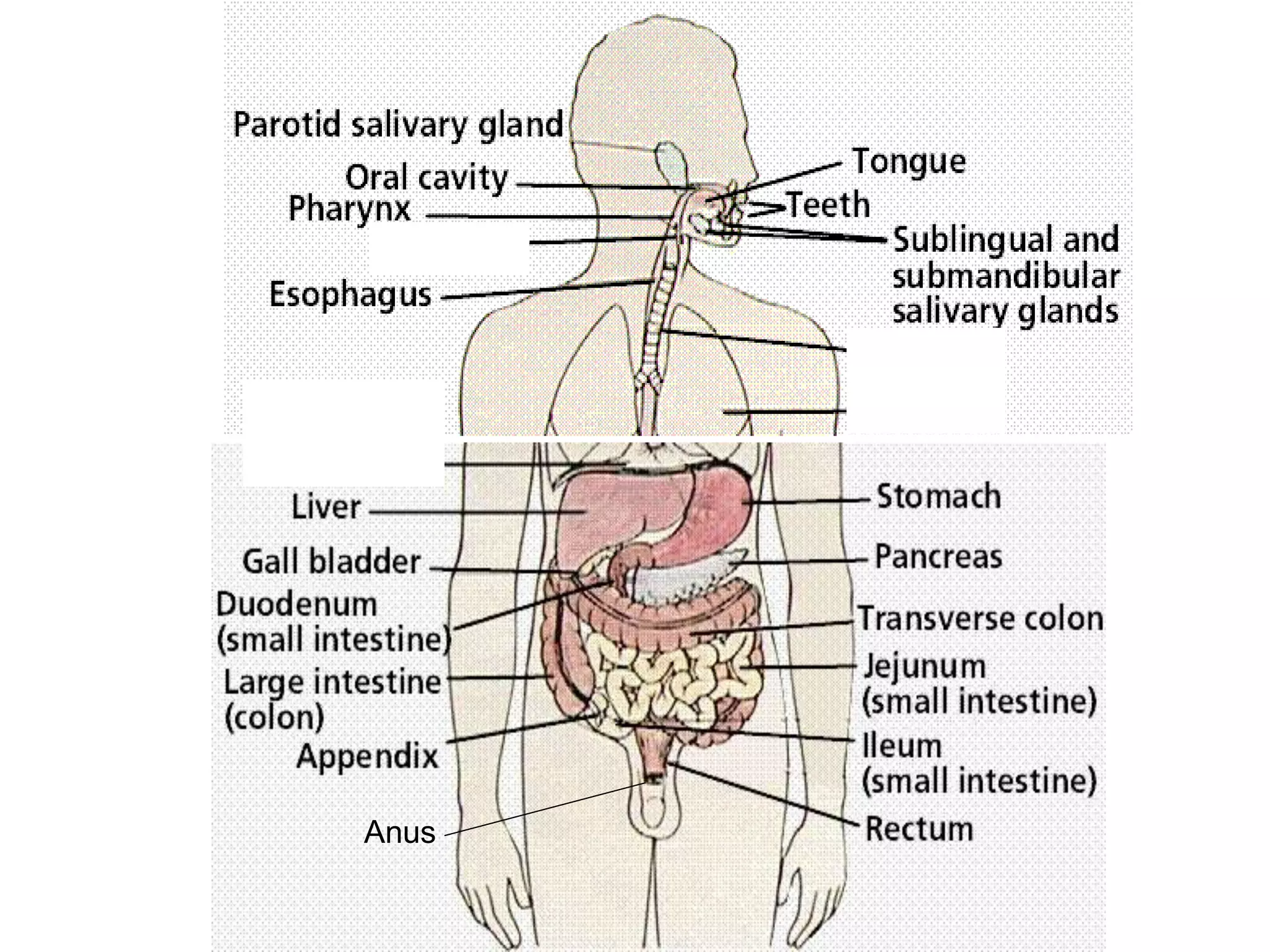 Anatomy & physiology of GIT | PPTX