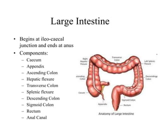 Anatomy & physiology of GIT | PPTX