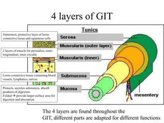 Anatomy & physiology of GIT | PPTX