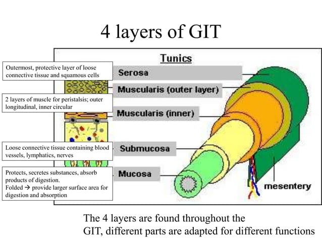 Anatomy & physiology of GIT | PPTX