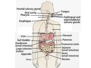 Anatomy & physiology of GIT | PPTX