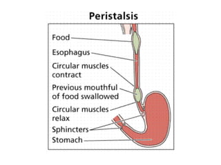 Anatomy & physiology of GIT | PPTX
