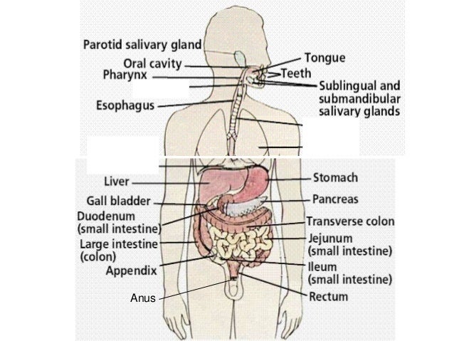Anatomy & physiology of GIT