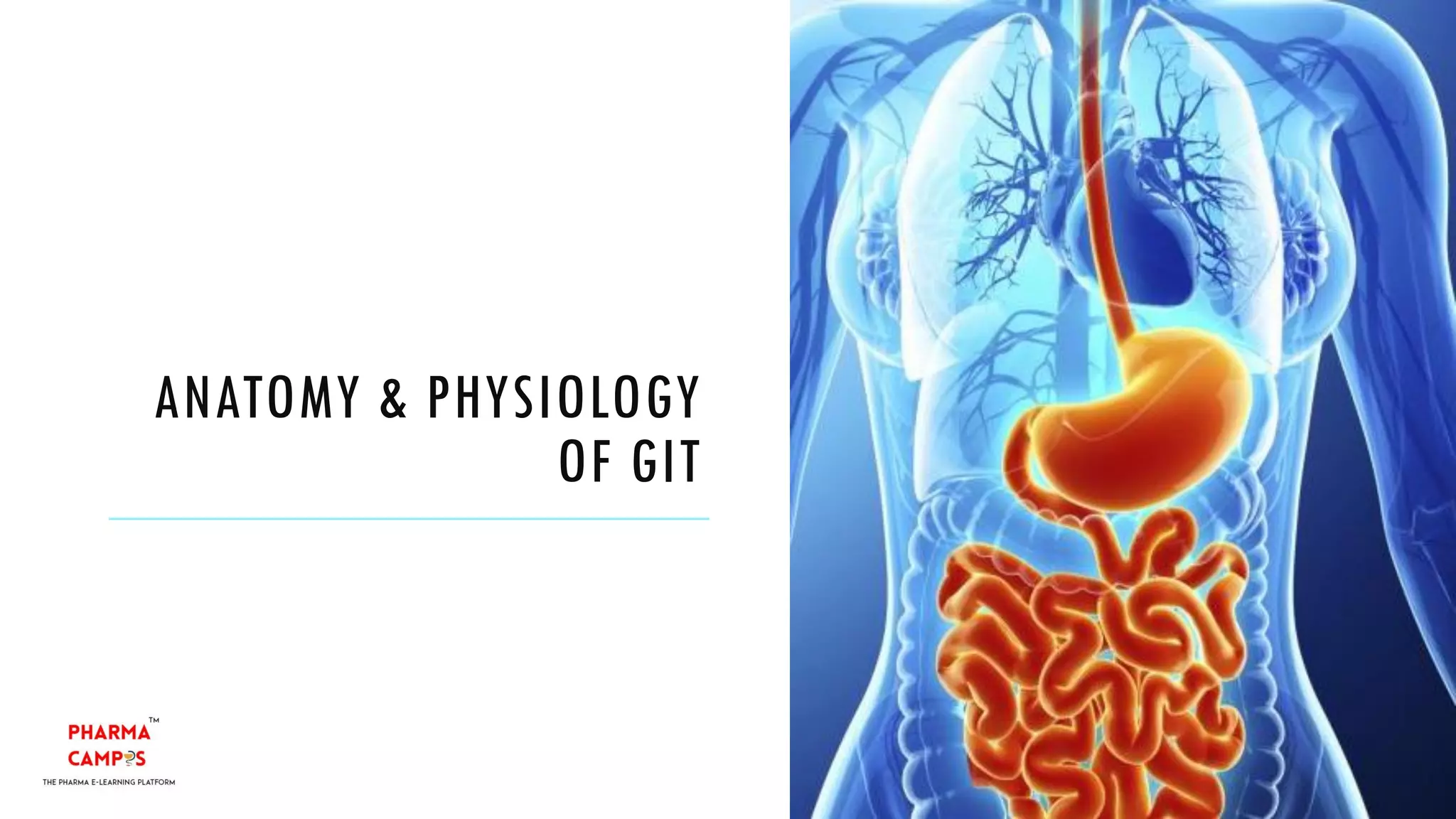 Anatomy & Physiology of GIT | PDF