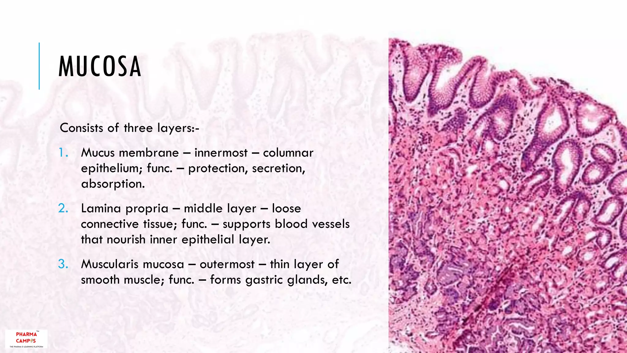 Anatomy & Physiology of GIT | PDF
