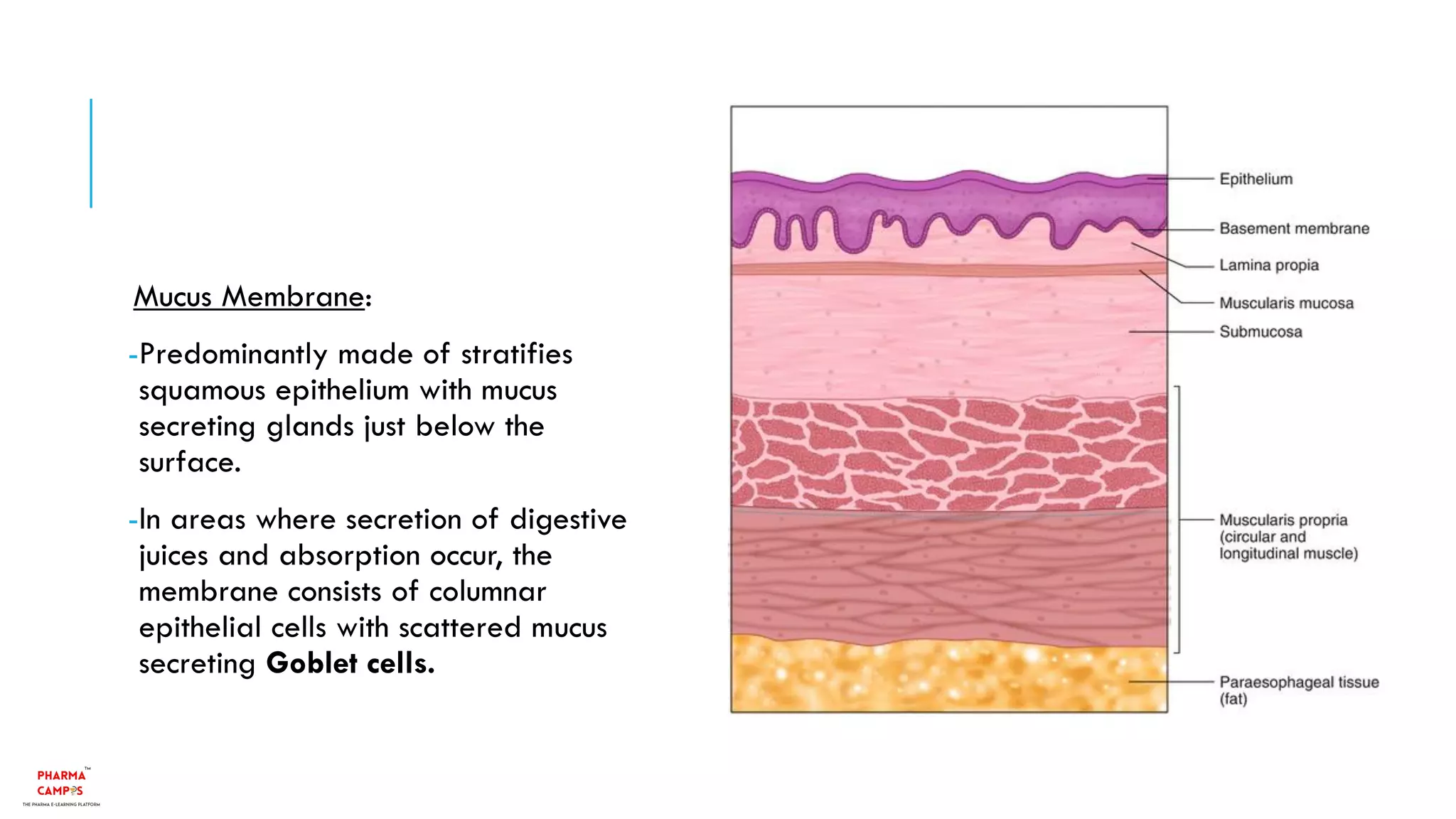 Anatomy & Physiology of GIT | PDF