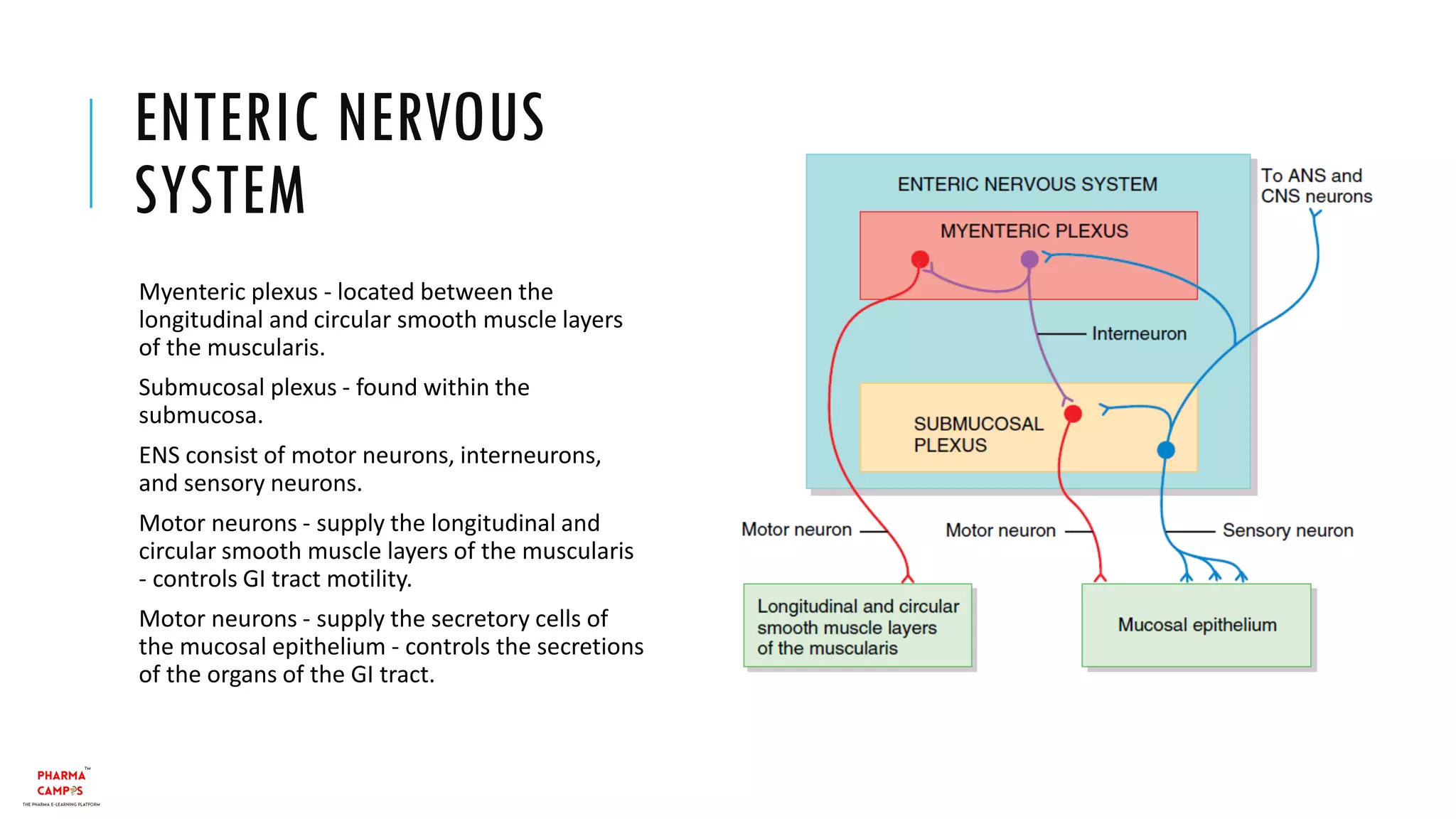 Anatomy & Physiology of GIT | PDF