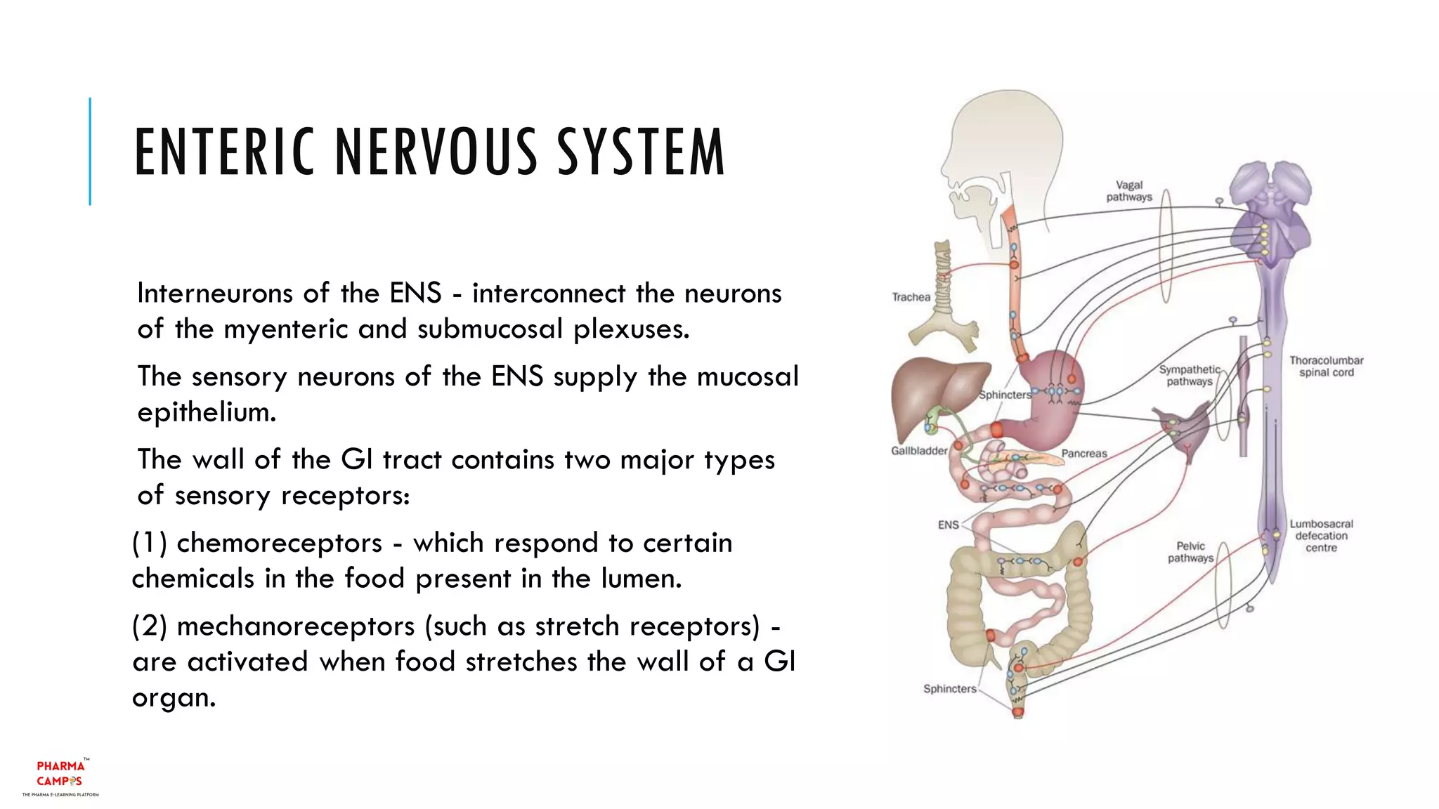 Anatomy & Physiology of GIT | PDF