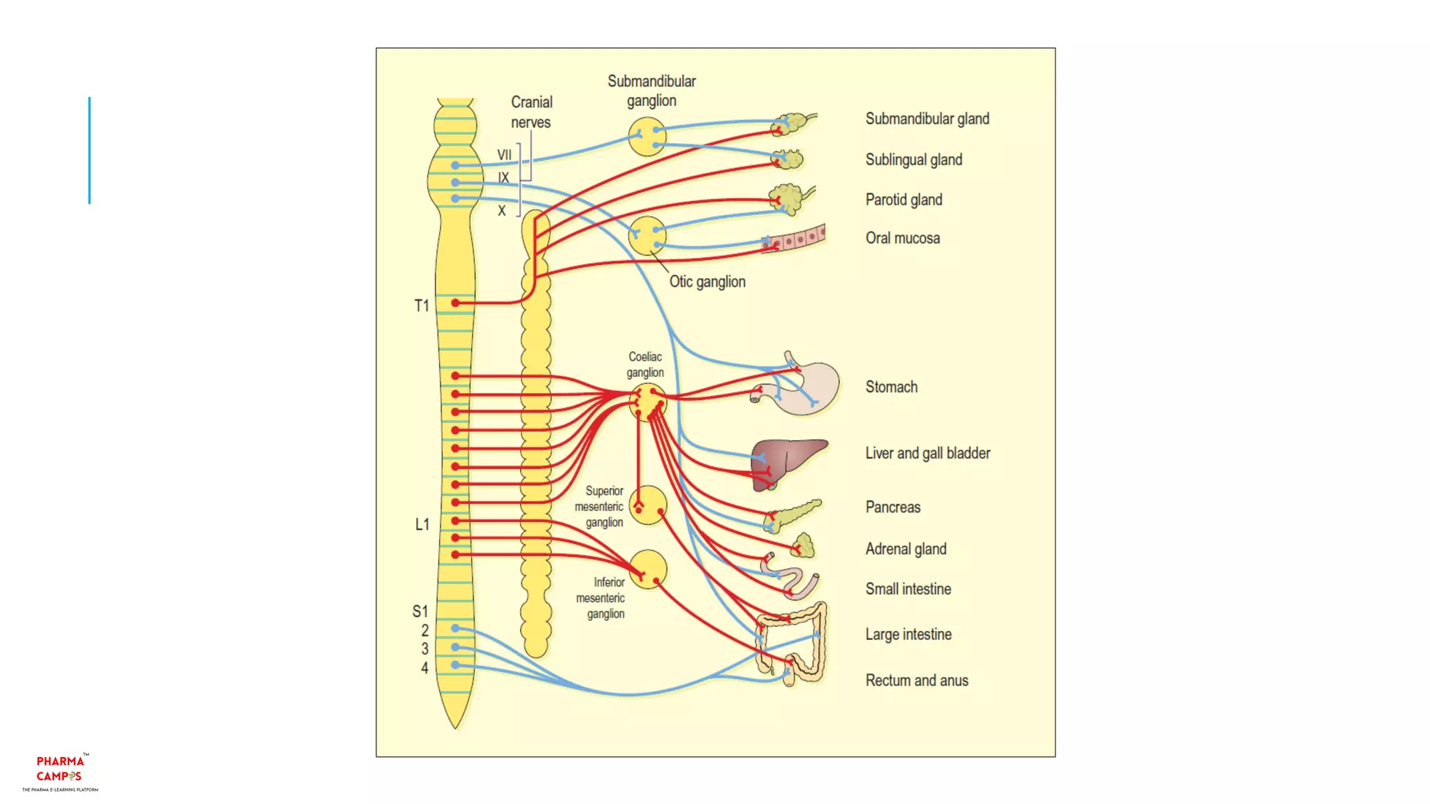 Anatomy & Physiology of GIT | PDF
