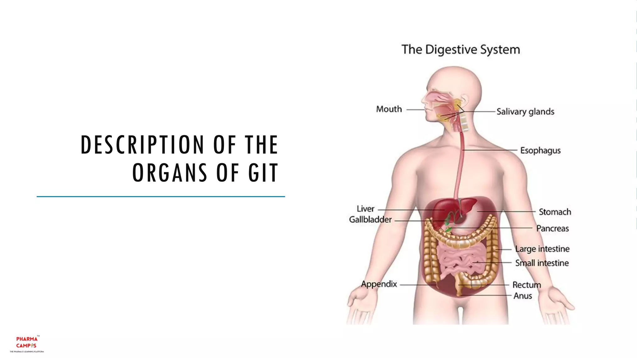Anatomy & Physiology of GIT | PDF