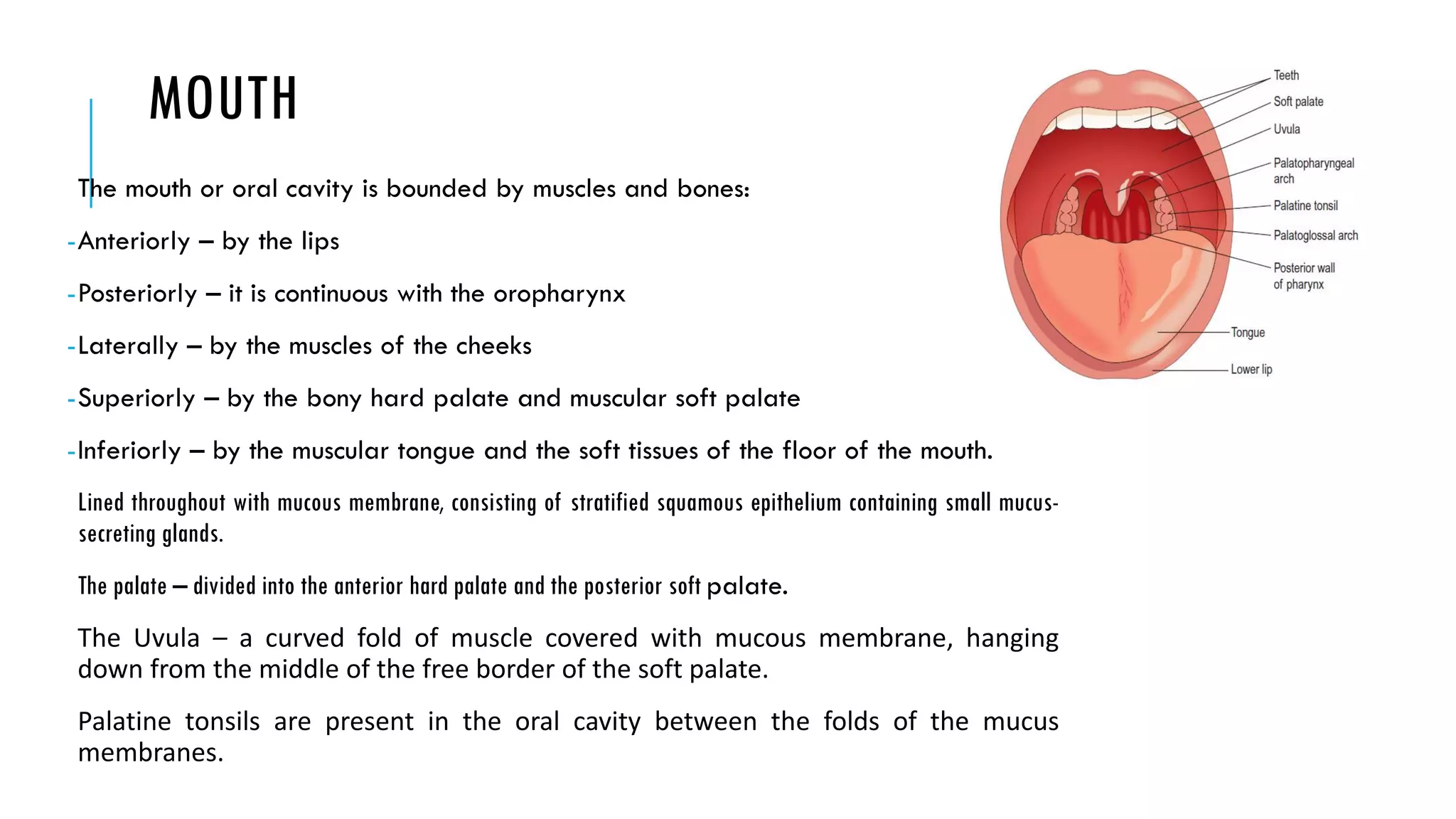 Anatomy & Physiology of GIT | PDF