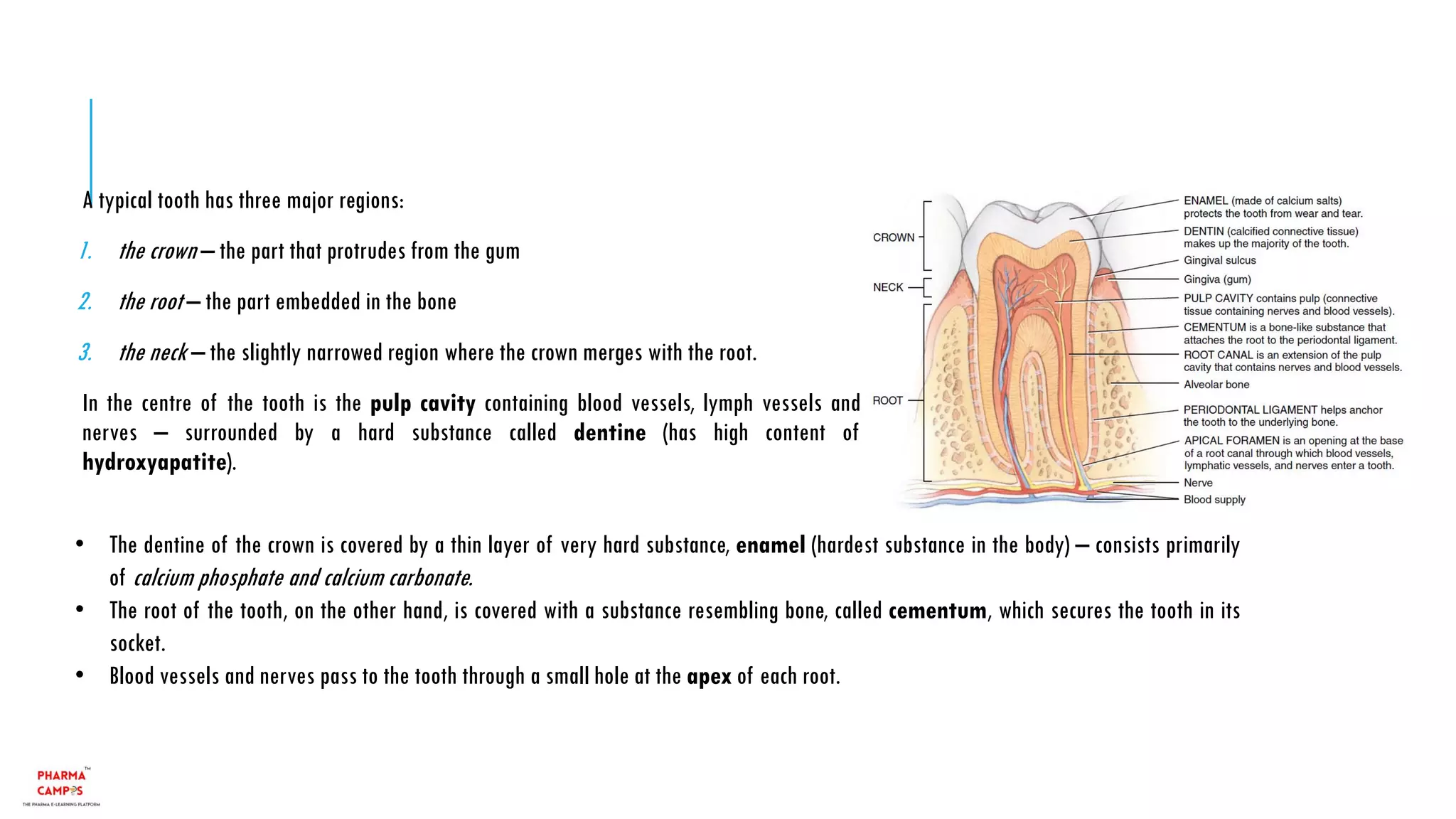 Anatomy & Physiology of GIT | PDF