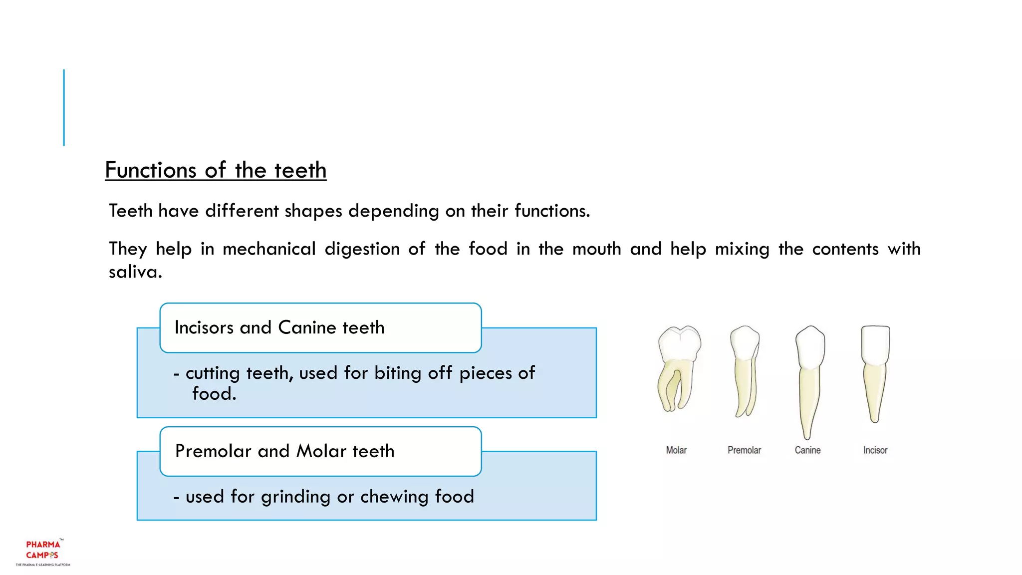 Anatomy & Physiology of GIT | PDF