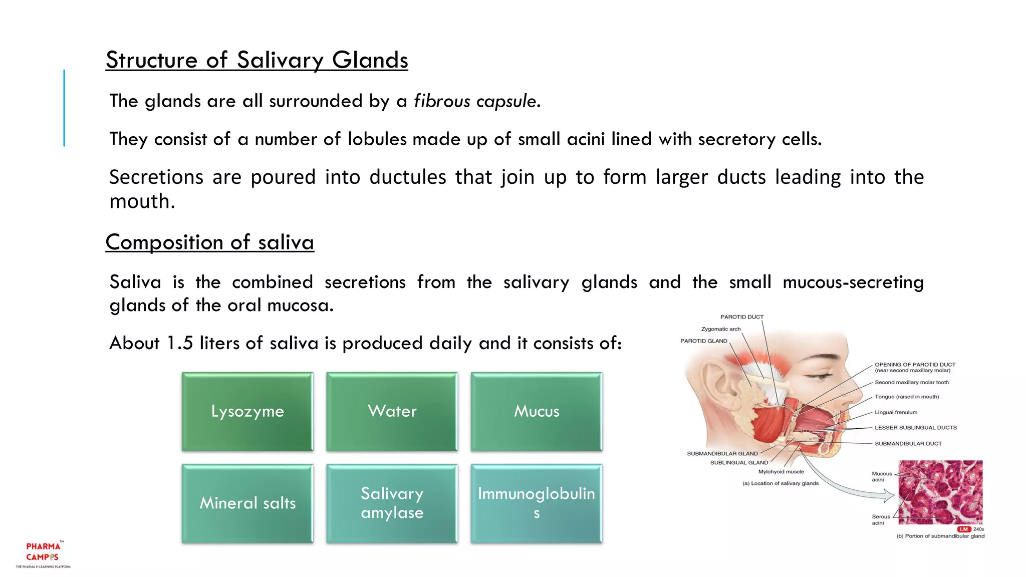 Anatomy & Physiology of GIT | PDF