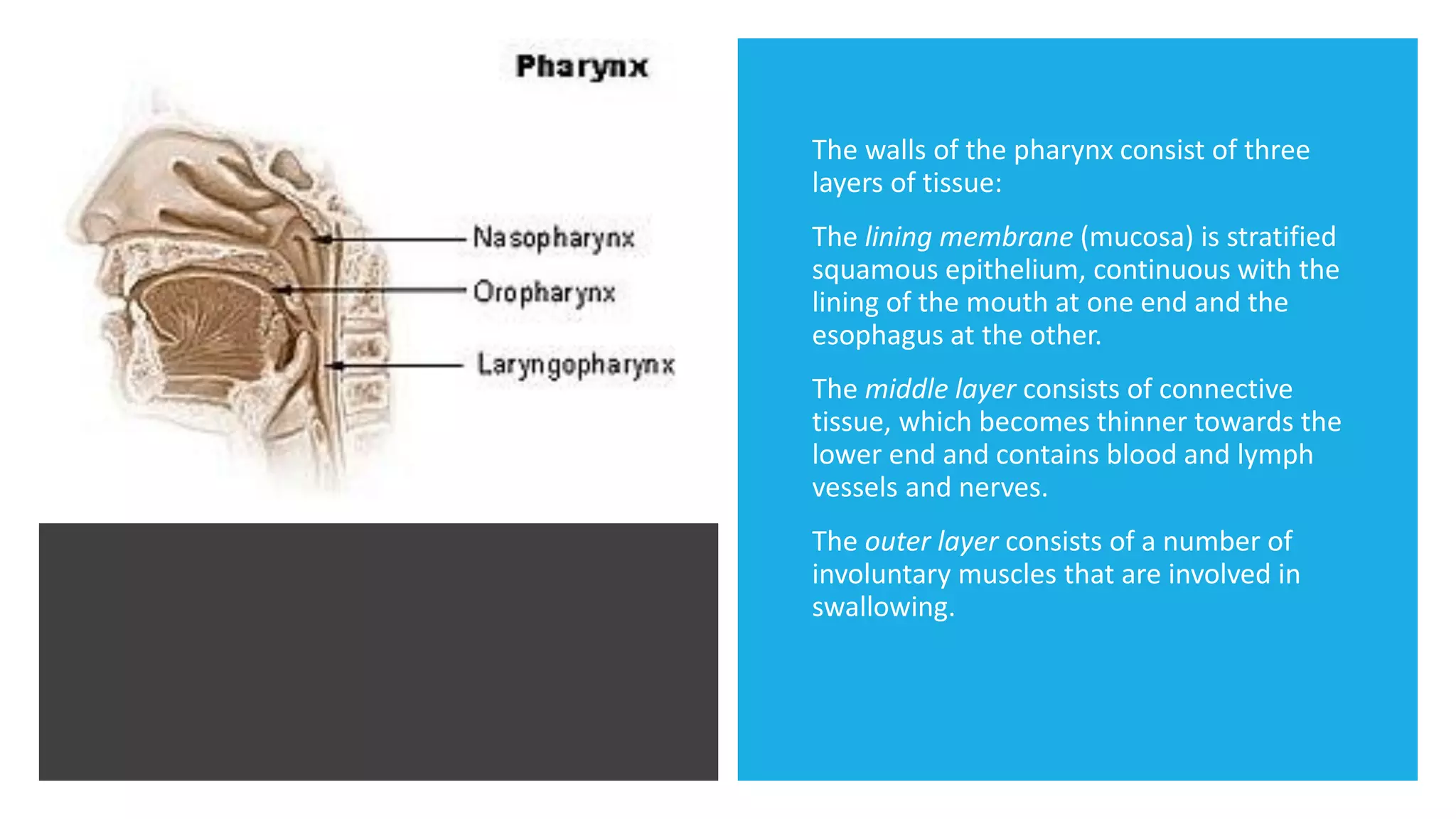 Anatomy & Physiology of GIT | PDF