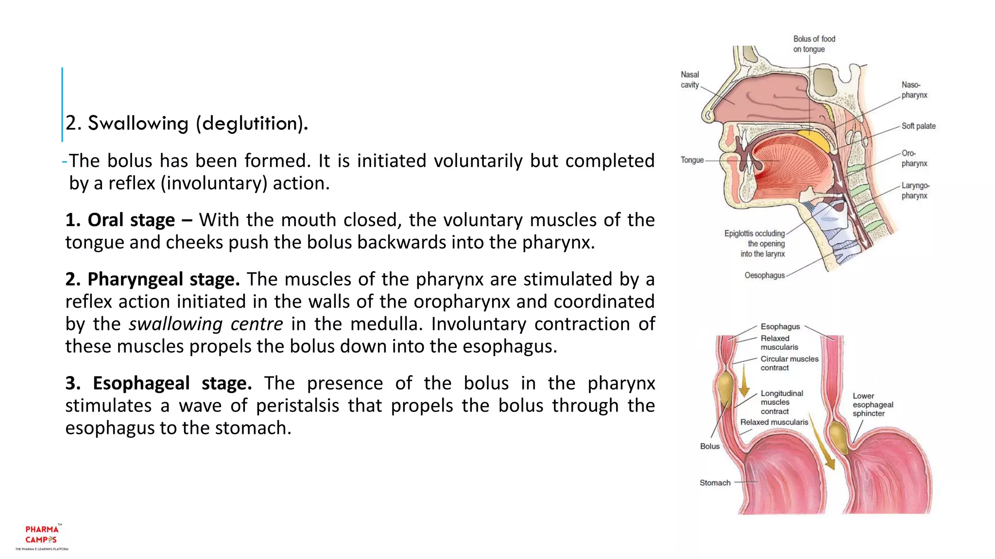 Anatomy & Physiology of GIT | PDF | Digestive Disorders | Diseases and ...