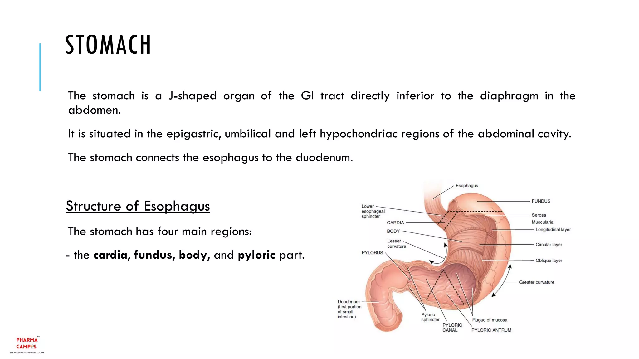 Anatomy & Physiology of GIT | PDF