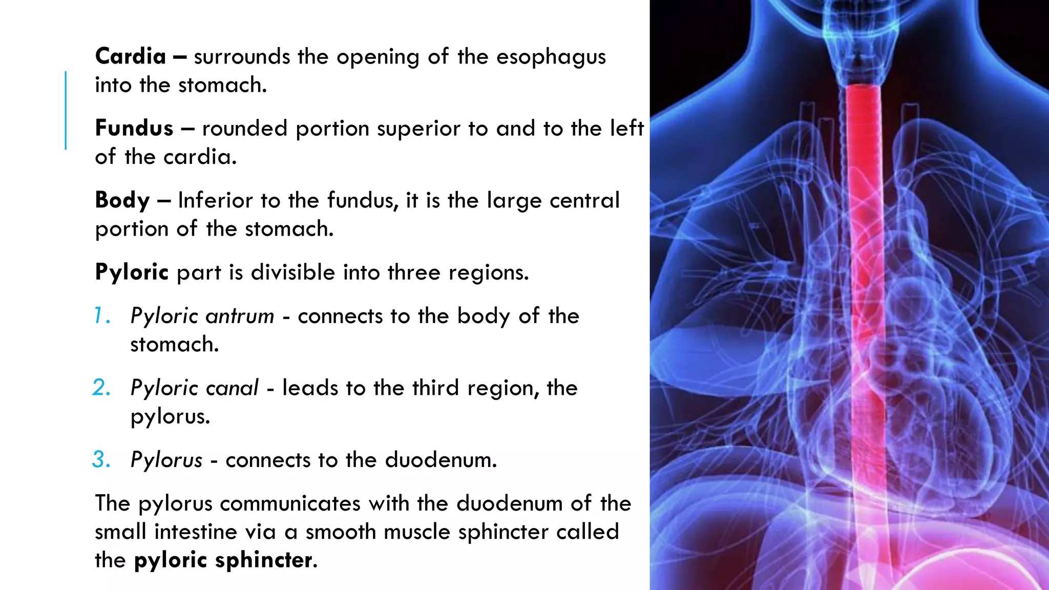 Anatomy & Physiology of GIT | PDF