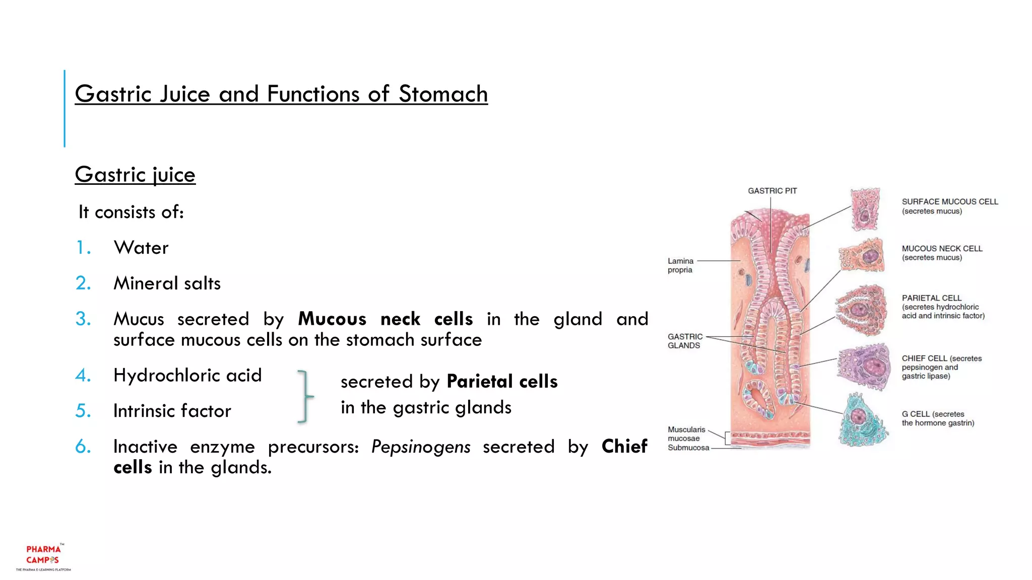 Anatomy & Physiology of GIT | PDF