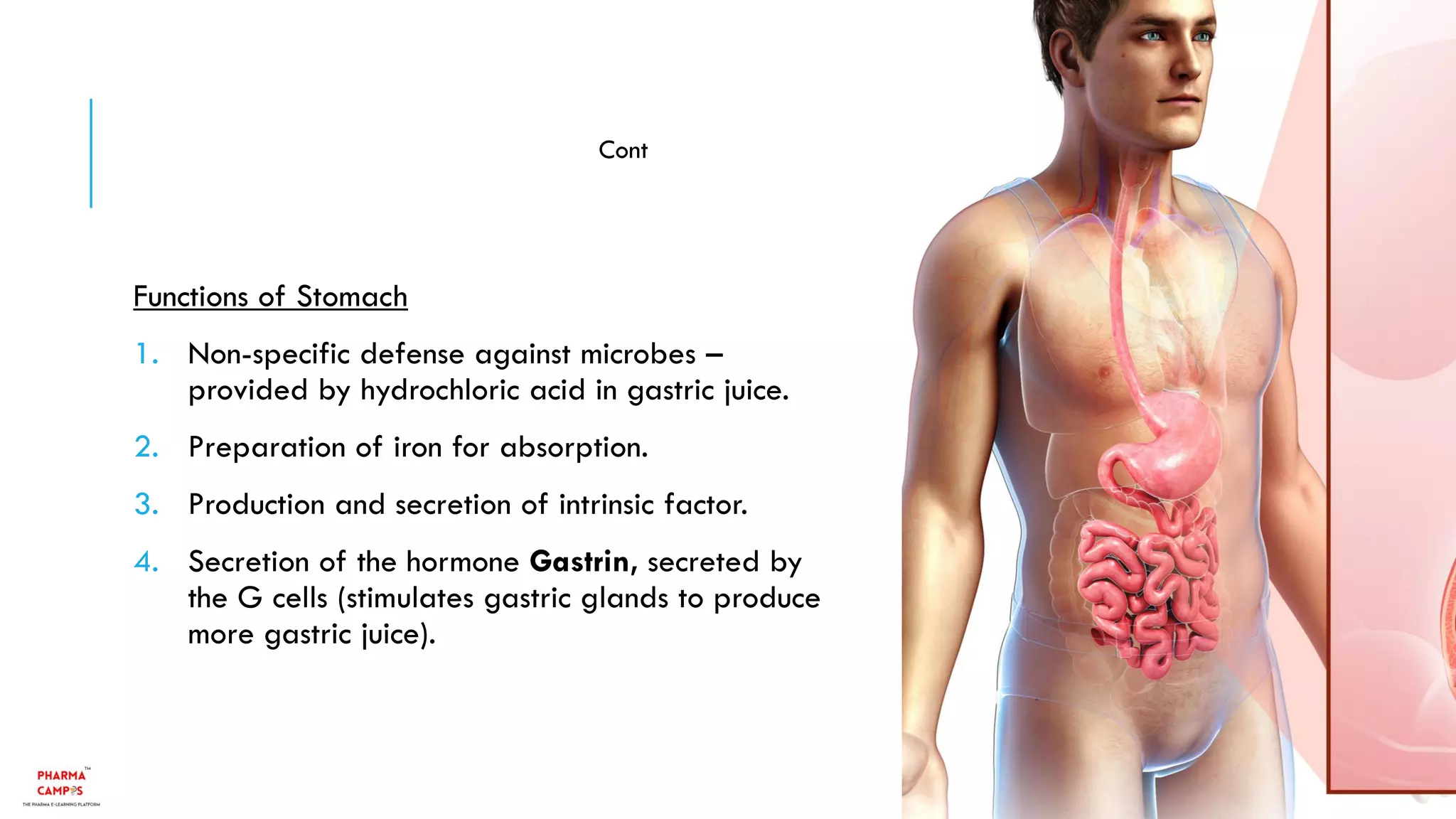 Anatomy & Physiology of GIT | PDF