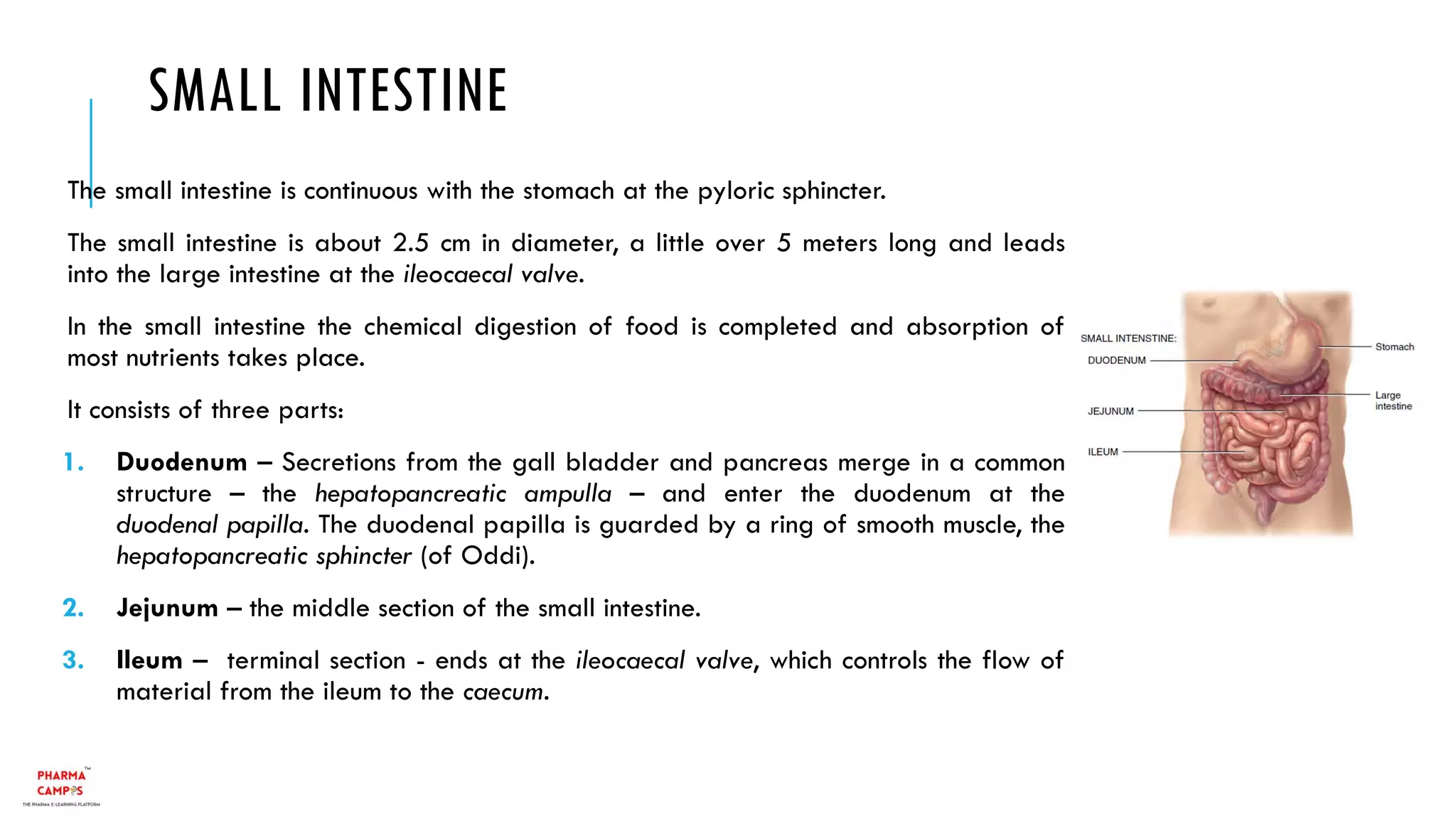 Anatomy & Physiology of GIT | PDF