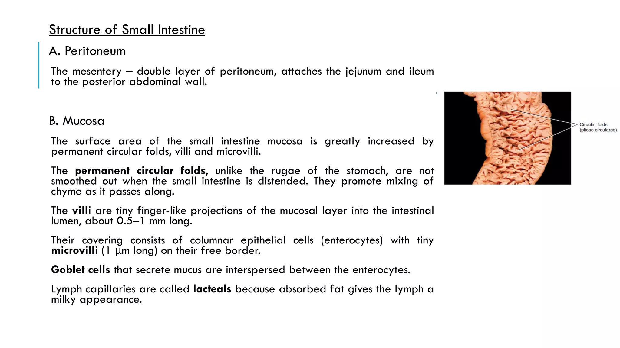 Anatomy & Physiology of GIT | PDF