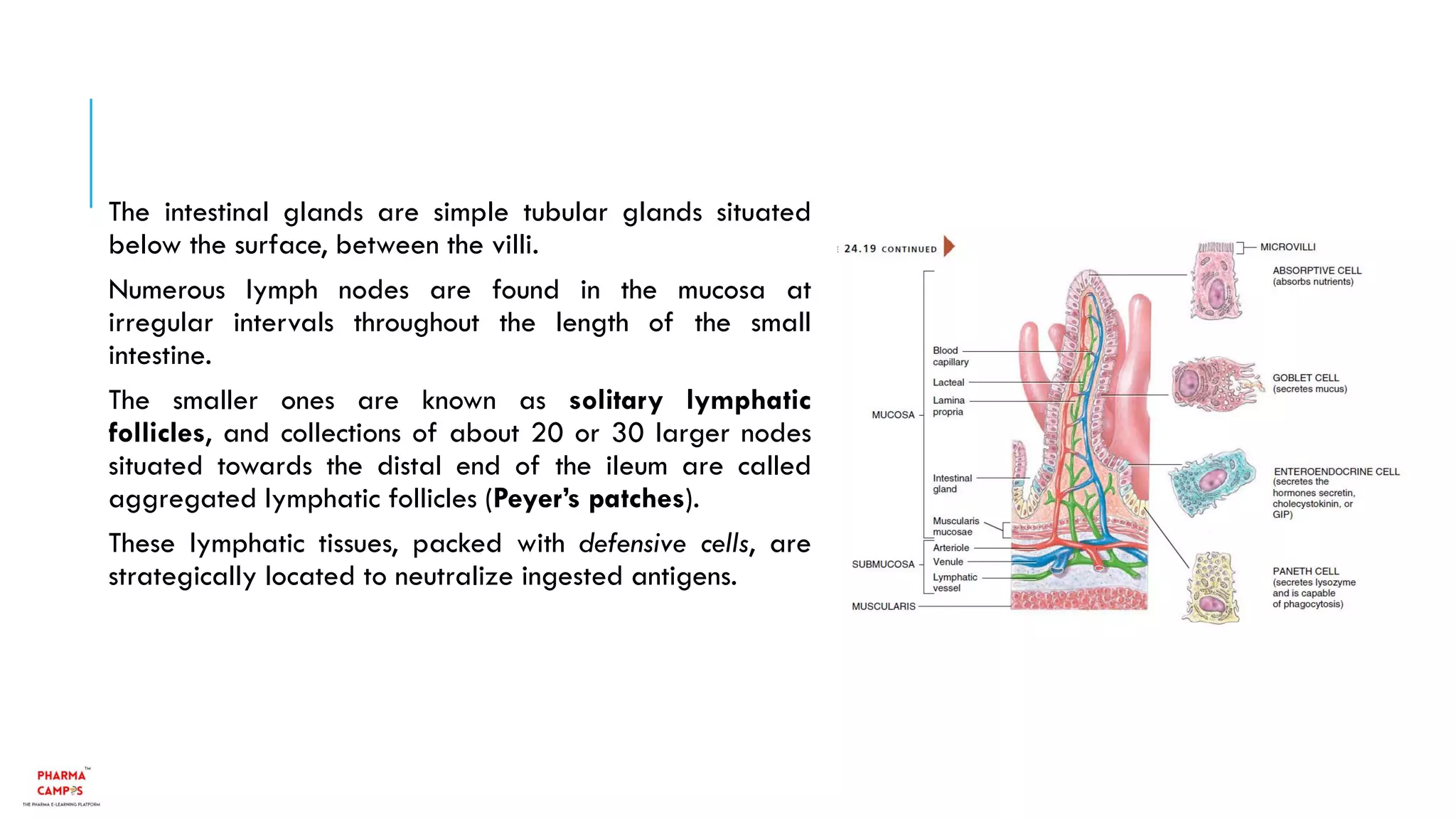Anatomy & Physiology of GIT | PDF | Digestive Disorders | Diseases and ...