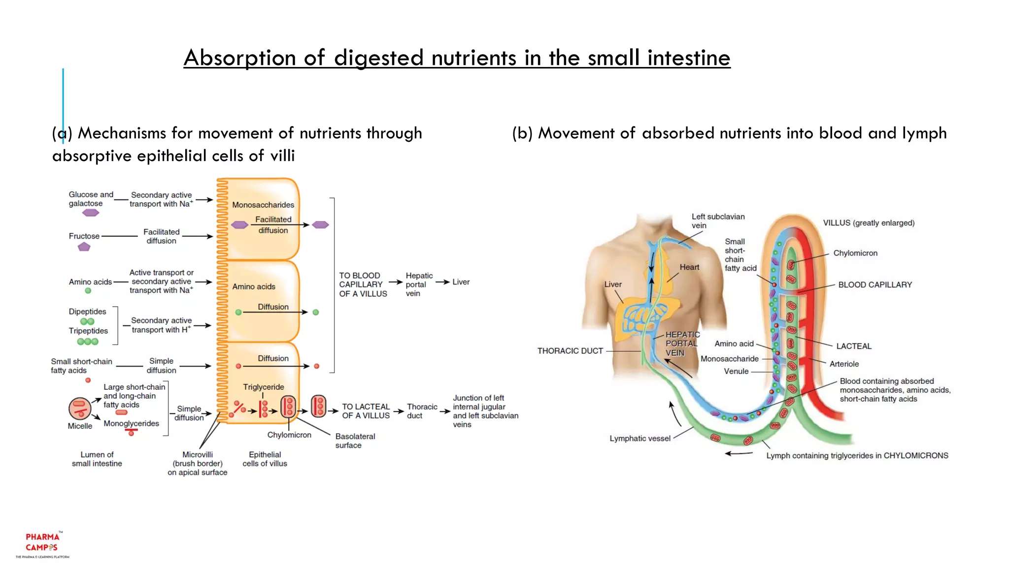 Anatomy & Physiology of GIT | PDF