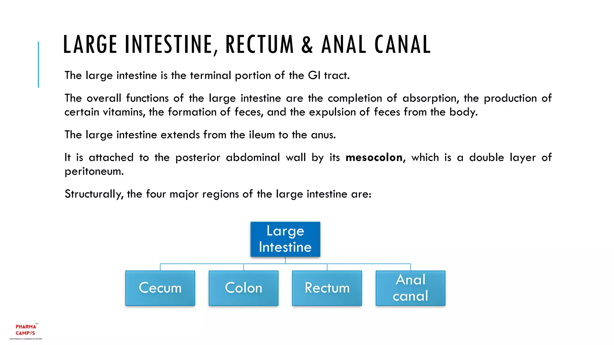 Anatomy & Physiology of GIT | PDF