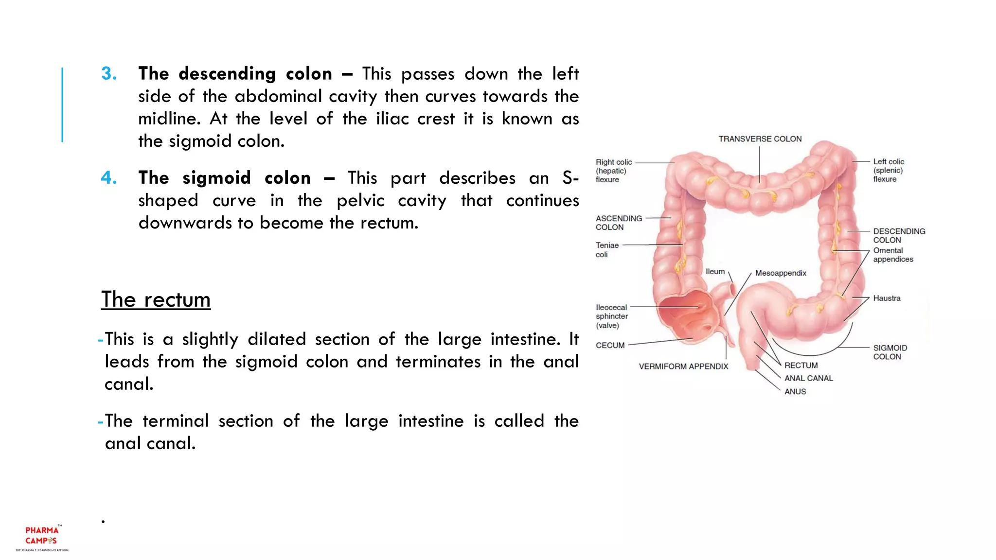Anatomy & Physiology of GIT | PDF