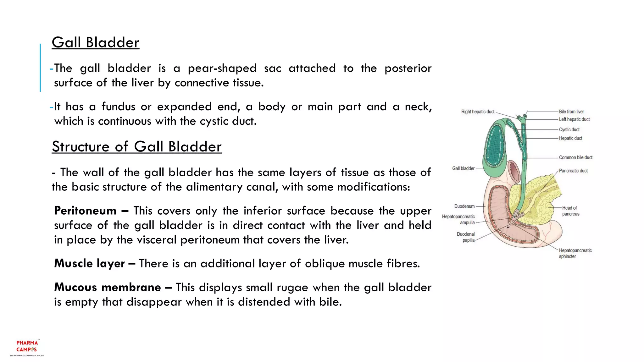 Anatomy & Physiology of GIT | PDF
