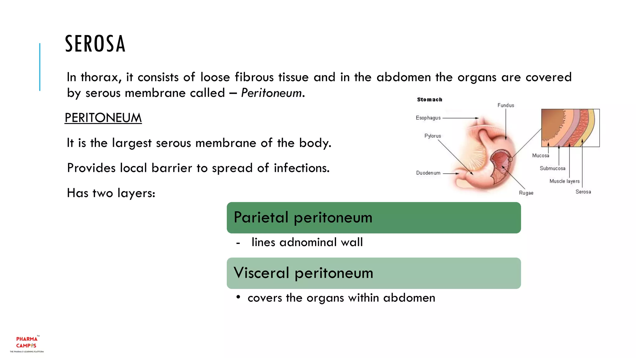 Anatomy & Physiology of GIT | PDF