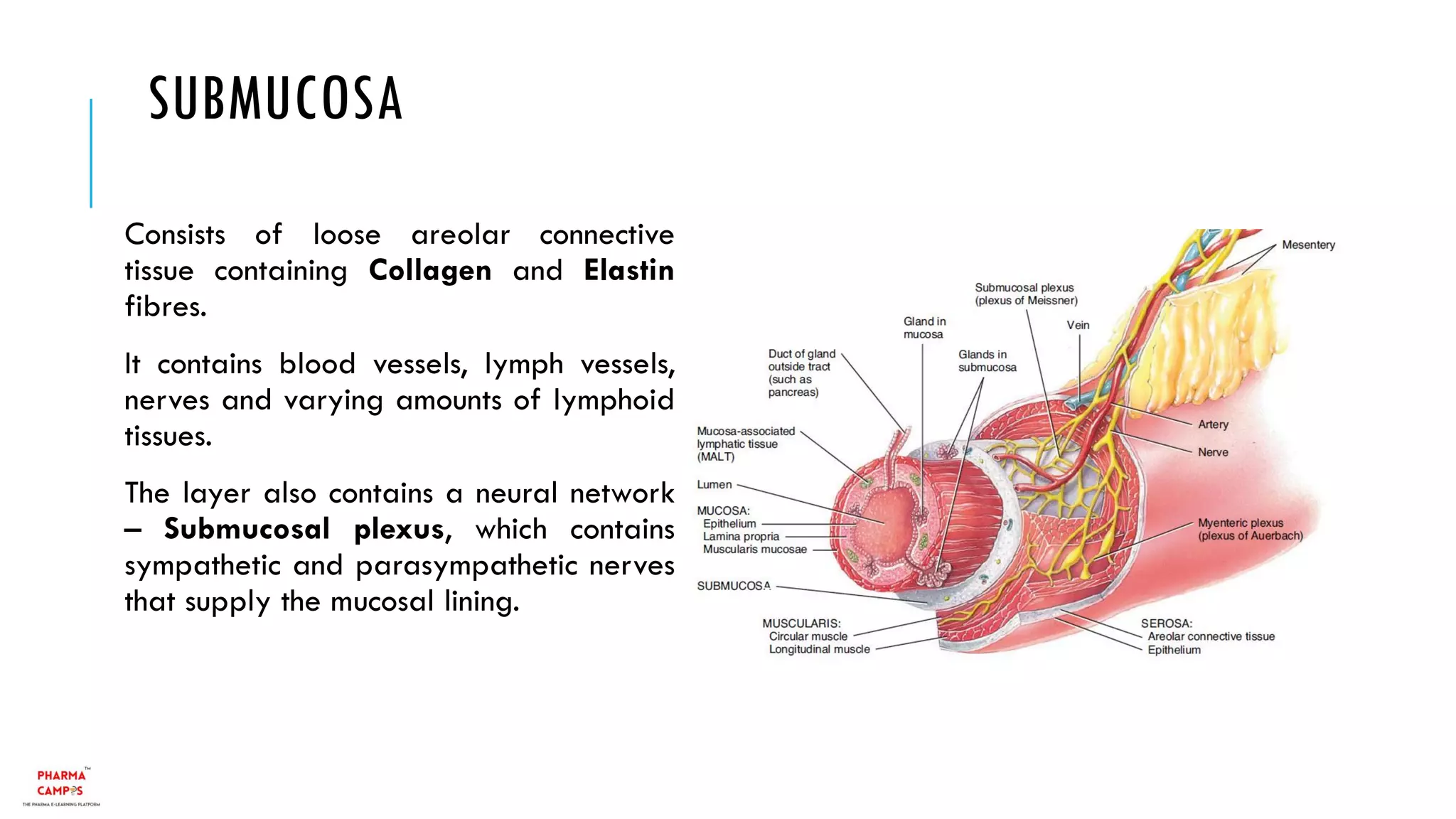 Anatomy & Physiology of GIT | PDF