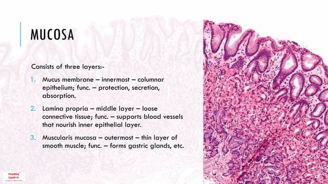 Anatomy & Physiology of GIT | PDF | Digestive Disorders | Diseases and ...