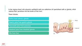 Anatomy & Physiology of GIT | PDF