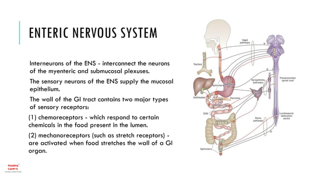 Anatomy & Physiology of GIT | PDF | Digestive Disorders | Diseases and ...