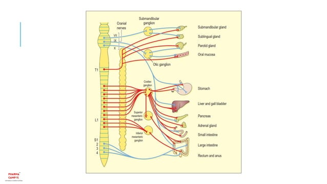 Anatomy & Physiology of GIT | PDF | Digestive Disorders | Diseases and ...