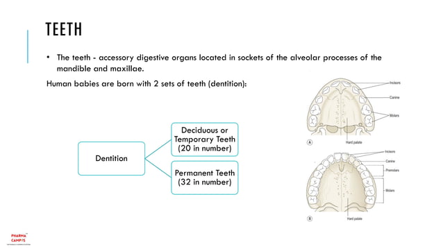 Anatomy & Physiology of GIT | PDF | Digestive Disorders | Diseases and ...