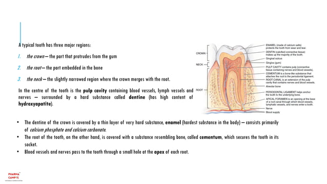 Anatomy & Physiology of GIT | PDF | Digestive Disorders | Diseases and ...